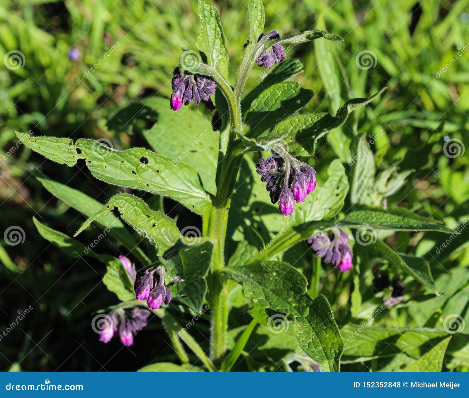 Wild Common Comfrey or True Comfrey (Symphytum Officinale) Flower ...