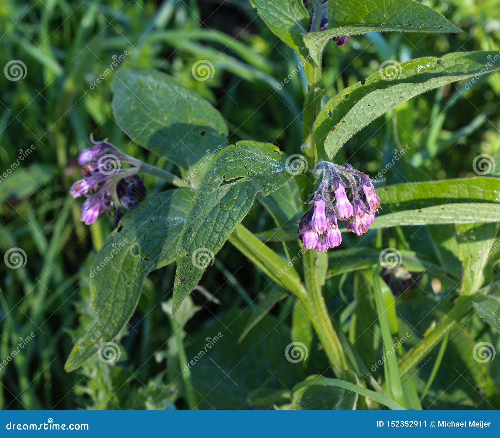 Wild Common Comfrey or True Comfrey (Symphytum Officinale) Flower ...