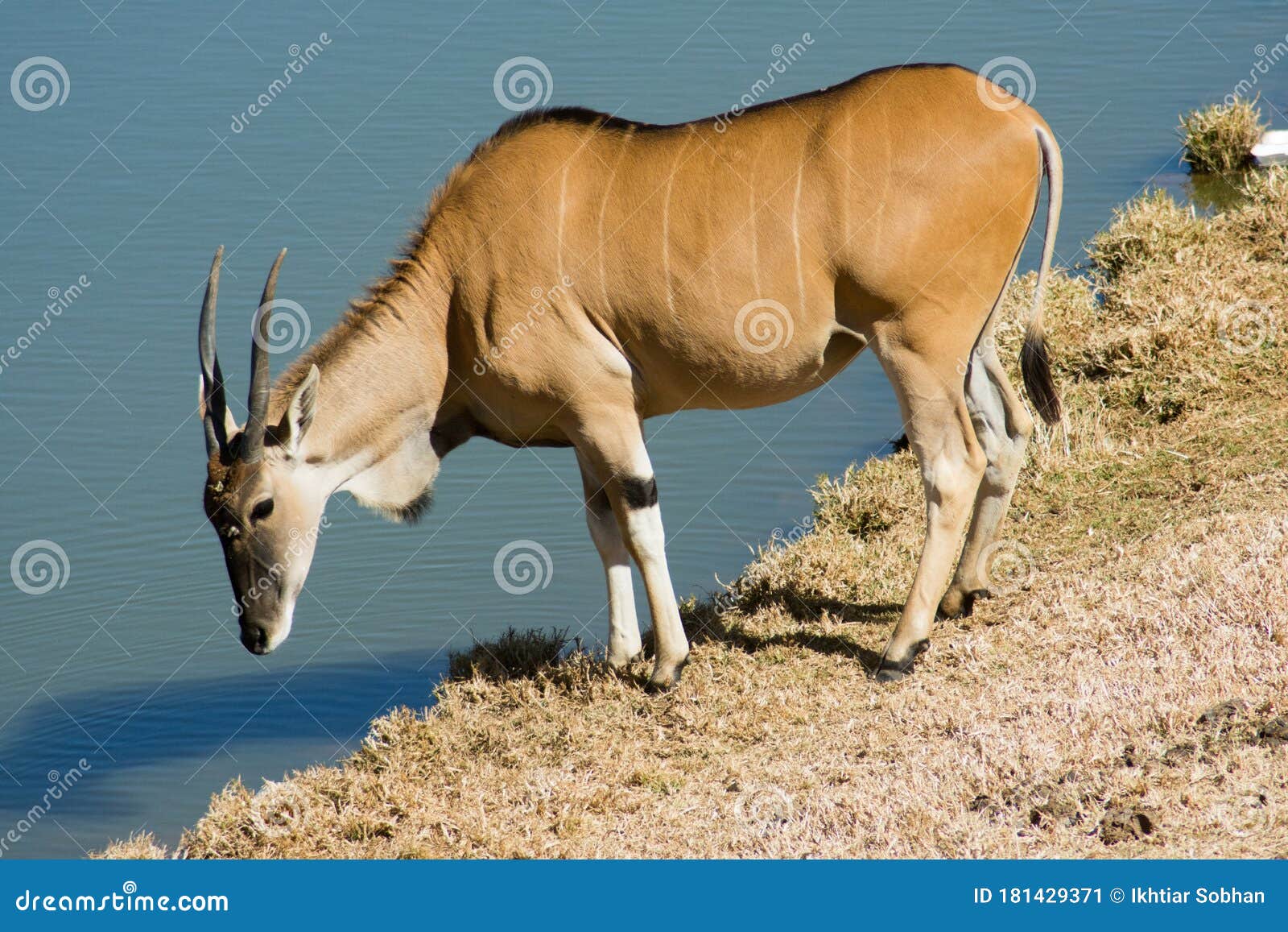 Wild Common Eland or Antelope in a Game Reserve Stock Image - Image of ...