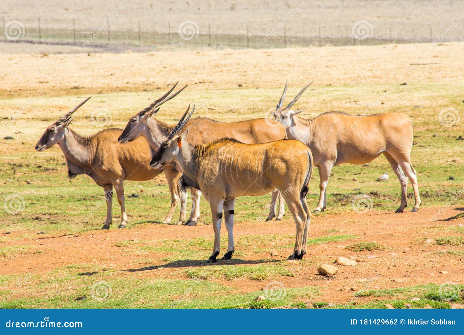 Wild Common Eland or Antelope in a Game Reserve Stock Photo - Image of ...