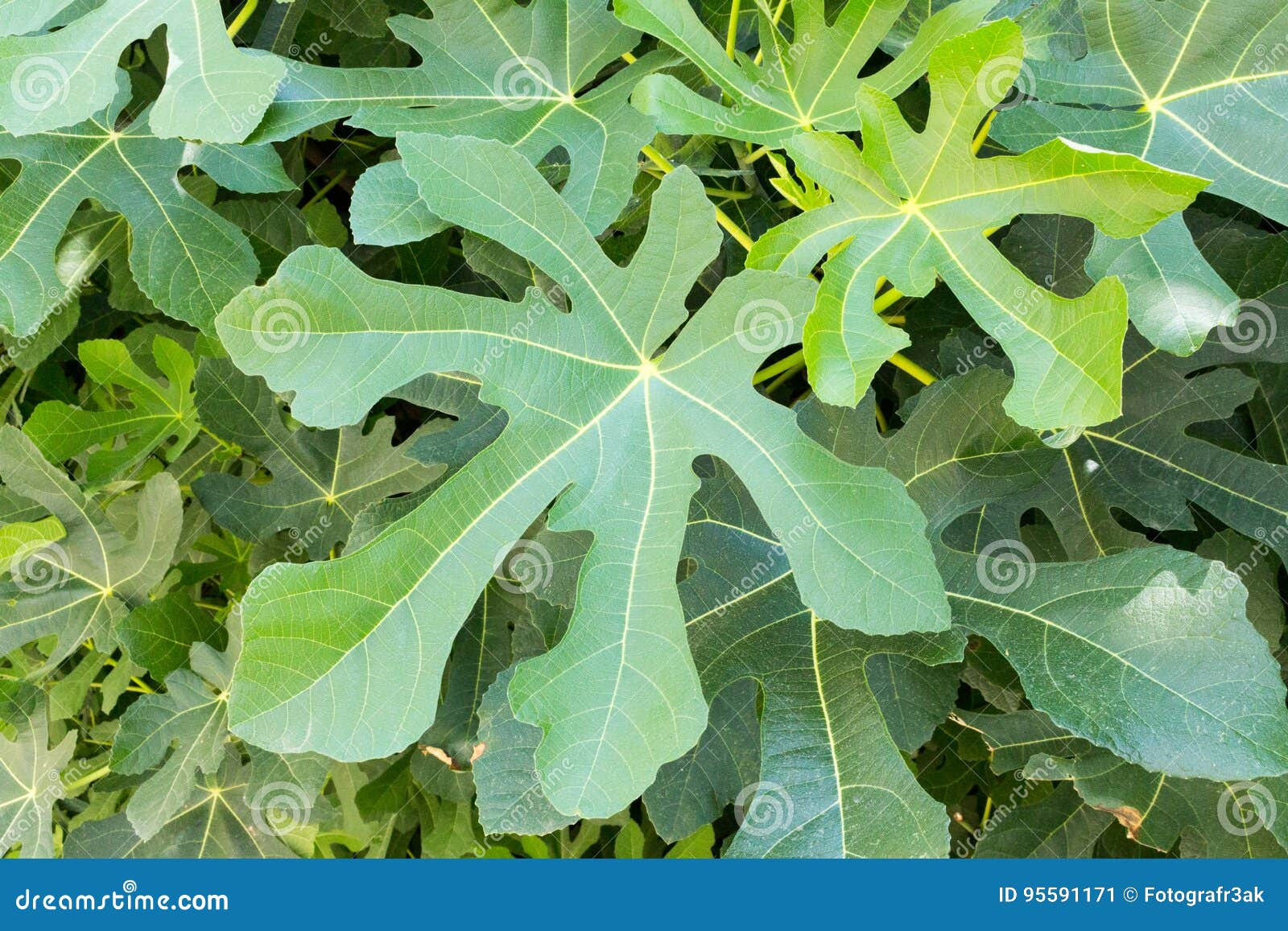 Wild common fig tree stock image. Image of agriculture - 95591171