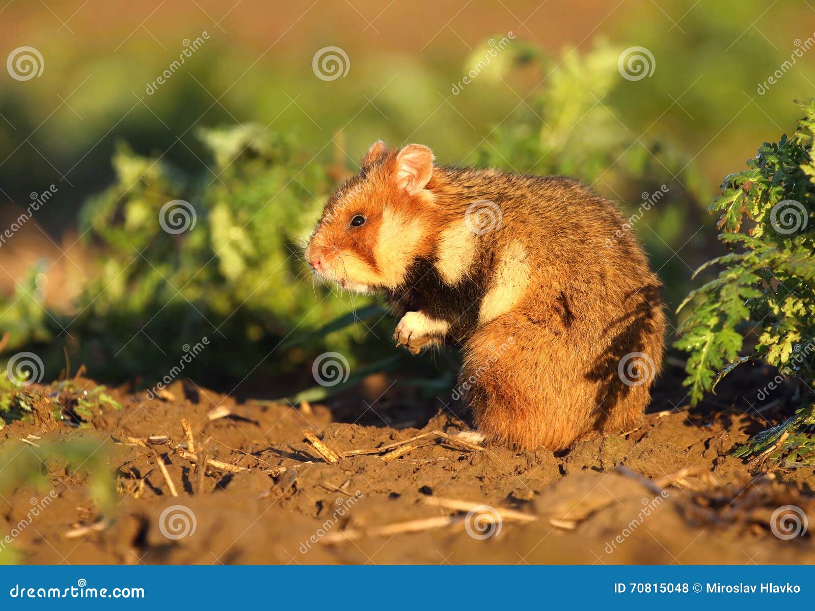 Wild common hamster stock photo. Image of hairy, cute - 70815048