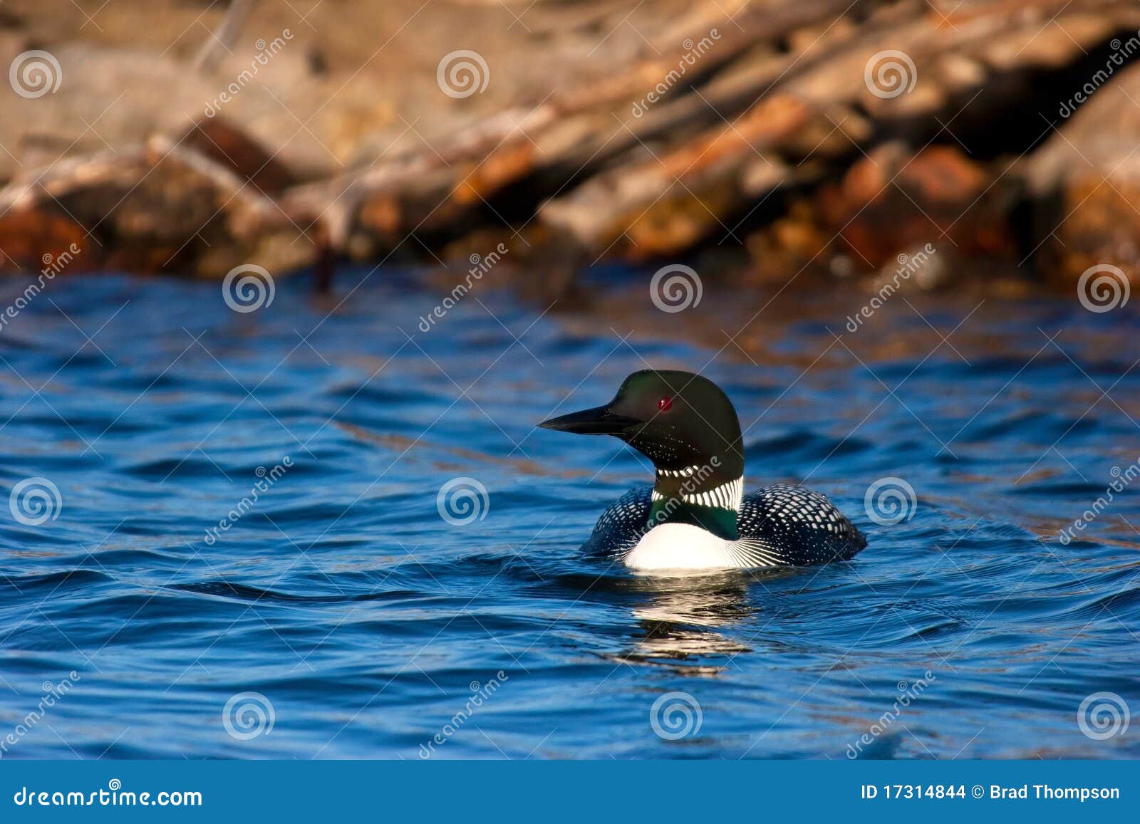 Wild Common Loon Swimming Toward Camera Stock Photo - Image of paddle ...