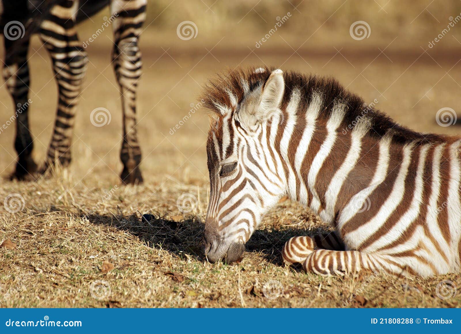 Wild Common Zebra Baby Grazing Stock Photo - Image of safari, savanna ...