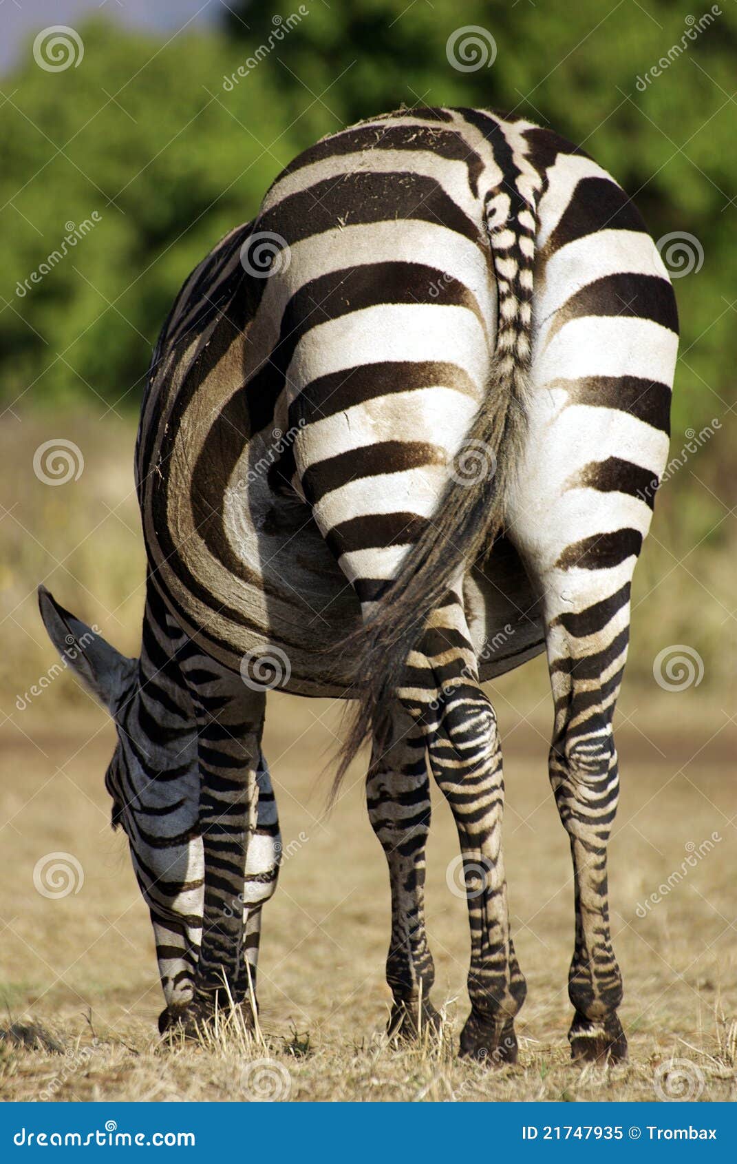 Wild common zebra feeding stock image. Image of safari - 21747935