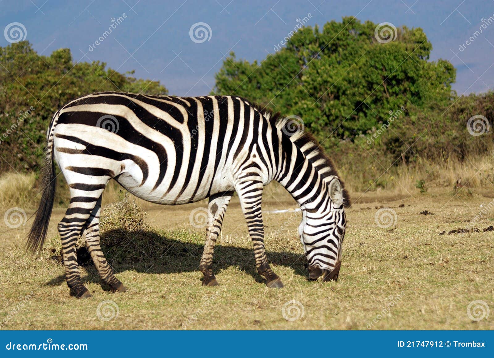 Wild common zebra grazing stock photo. Image of body - 21747912