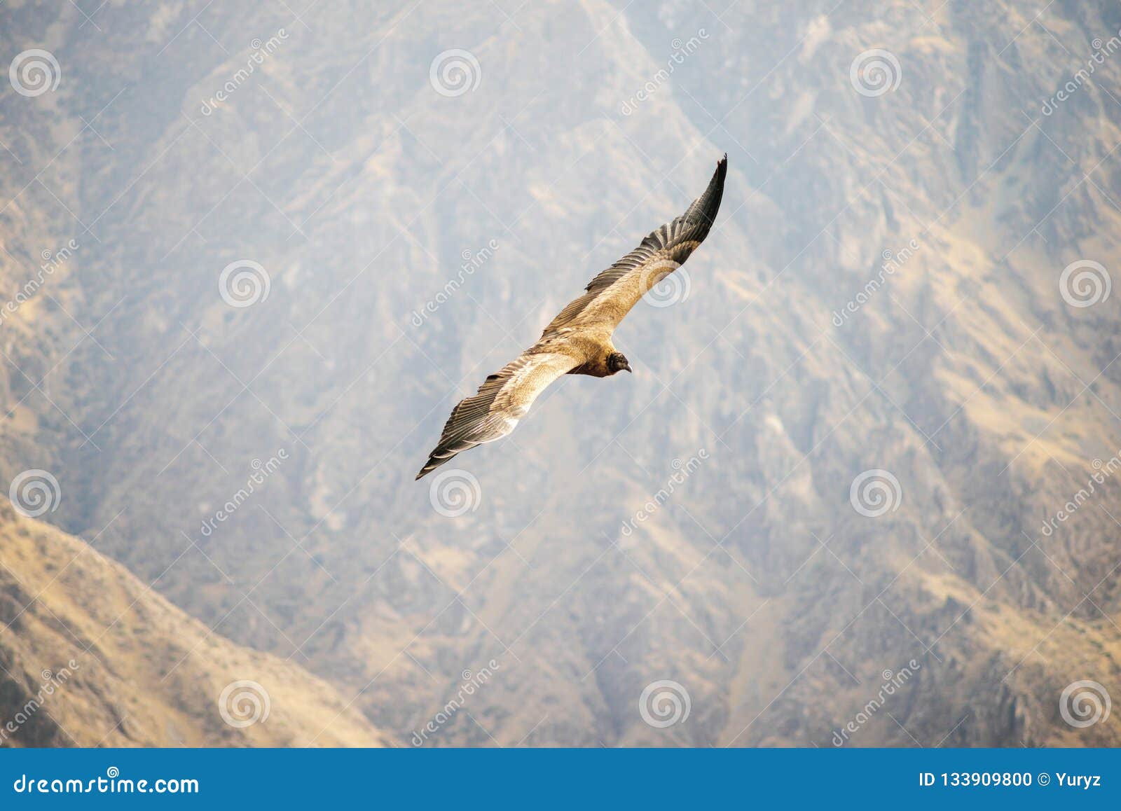 Wild condor flying stock photo. Image of landscape, condor - 133909800