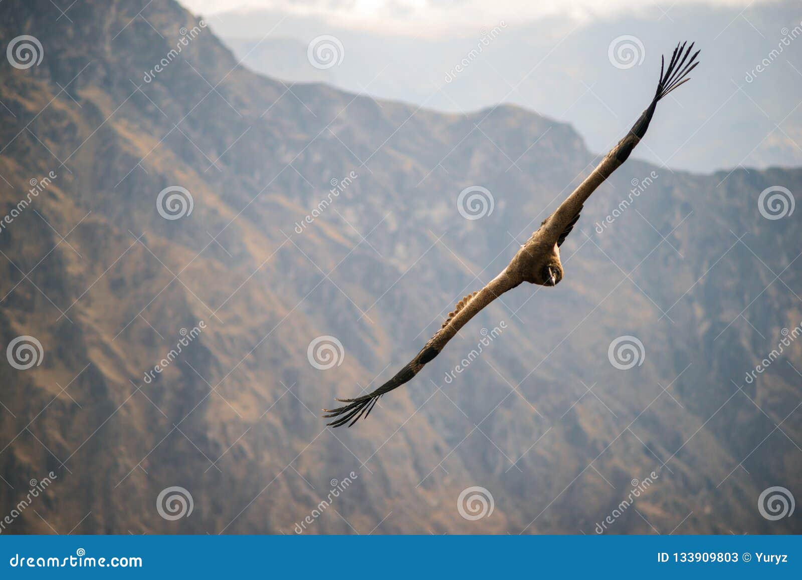 Condor over mountains stock image. Image of altitude - 133909803
