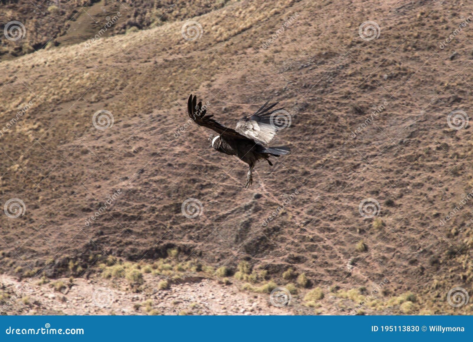 A Wild Condor Is Flying Near Cruz Del Condor Viewpoint Over The Colca ...