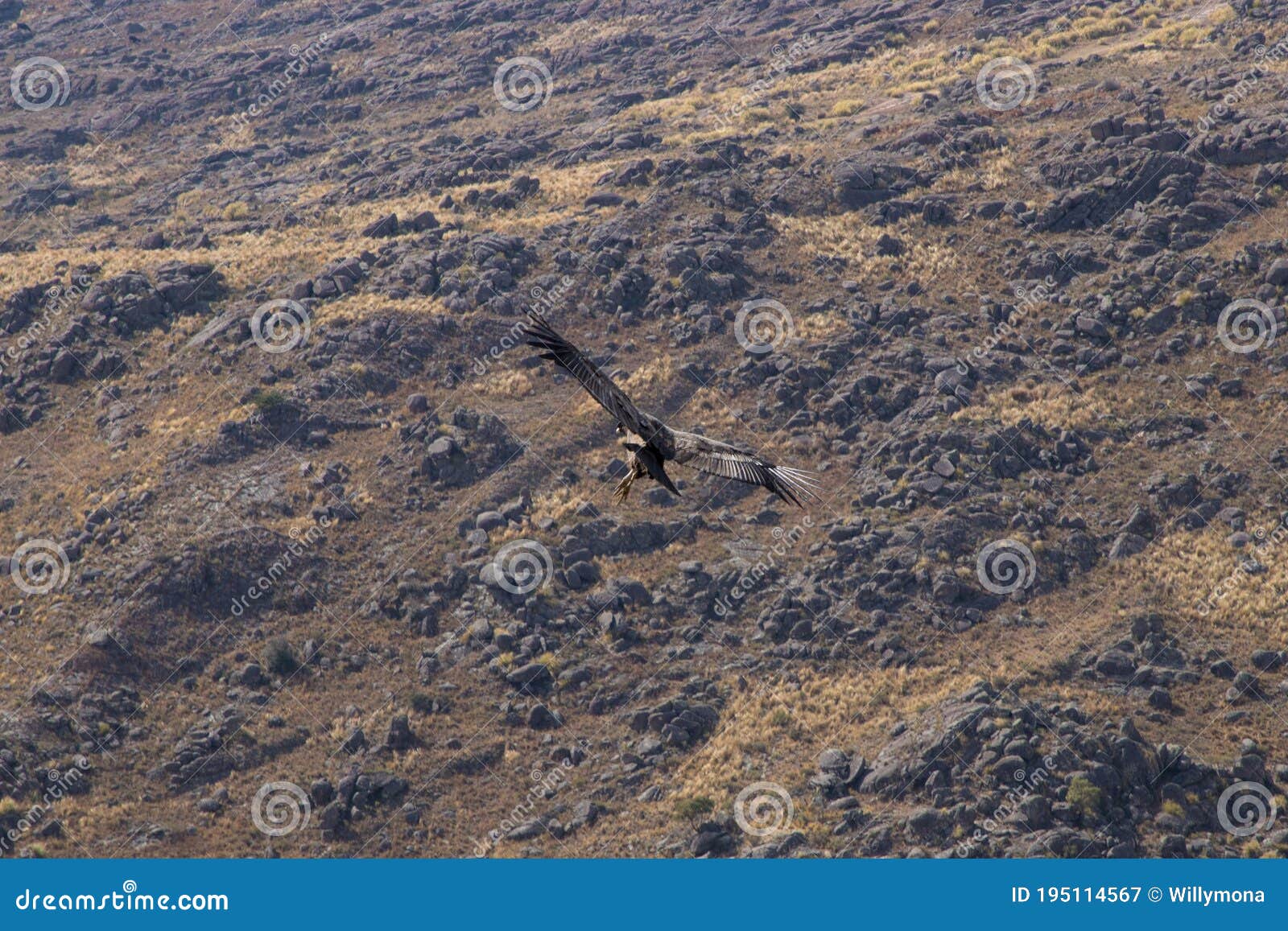 A Wild Condor Is Flying Near Cruz Del Condor Viewpoint Over The Colca ...