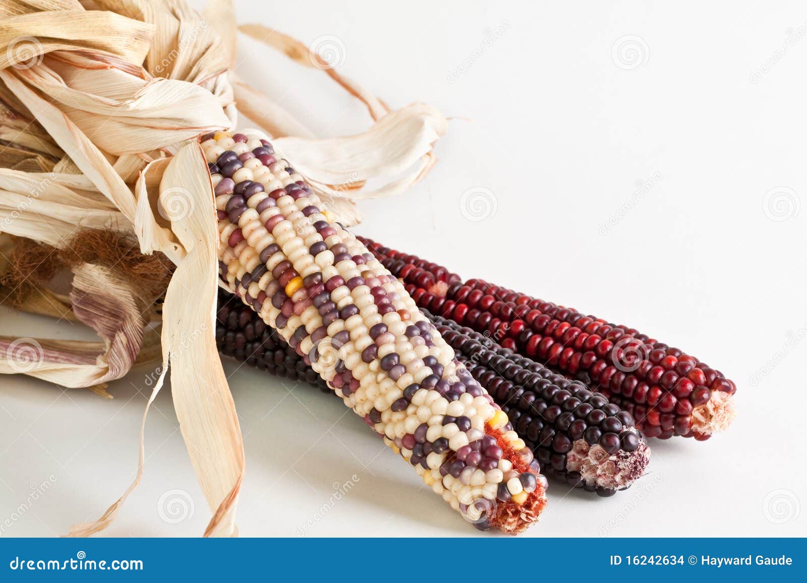 Wild corn stock photo. Image of tasty, seed, three, organic - 16242634