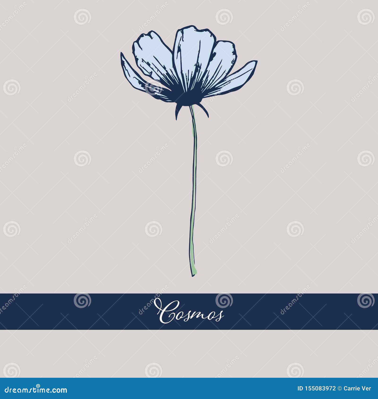 Wild Cosmos Flower Design Isolated Object Stock Vector - Illustration ...
