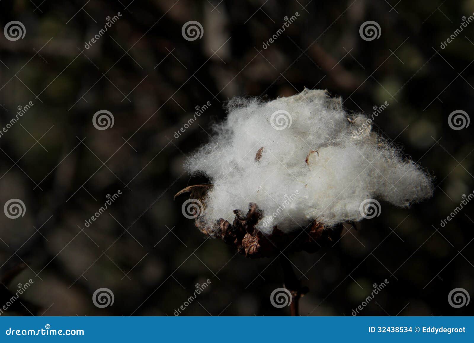 Wild Cotton stock photo. Image of garden, natural, farm - 32438534