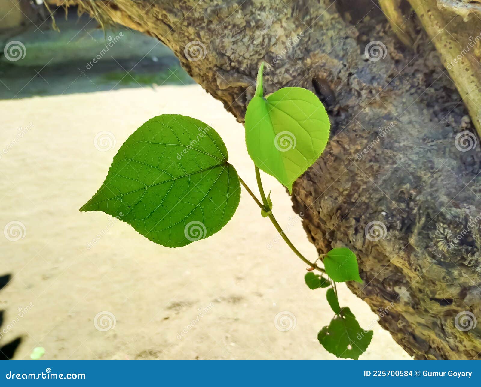 Wild Cotton Tree Green Leaf Landscape Ground Stock Photo - Image of ...