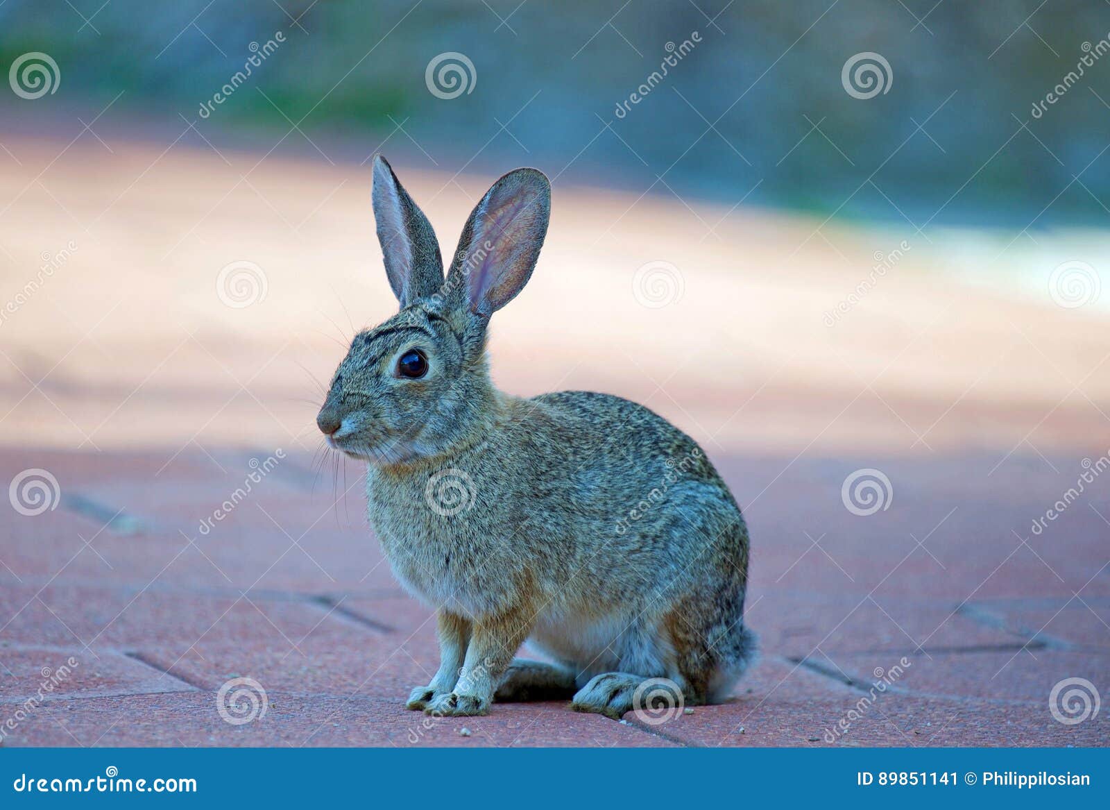 Wild Cottontail Rabbit stock image. Image of arboretum - 89851141