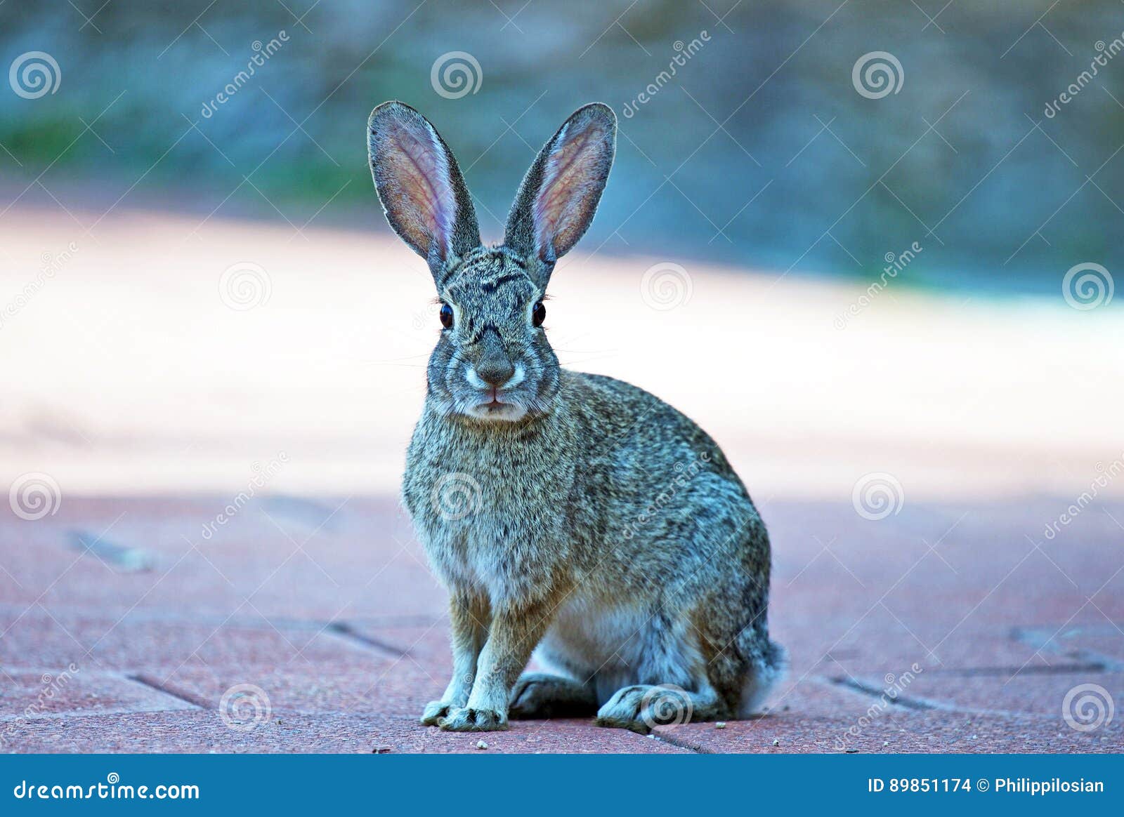 Wild Cottontail Rabbit stock photo. Image of paws, species - 89851174