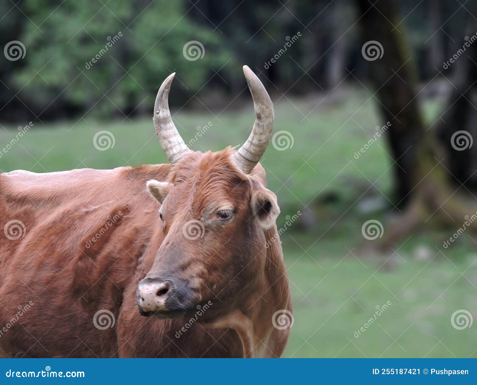 Wild Cow on Himalayan Mountain Stock Image - Image of herd, mammal ...
