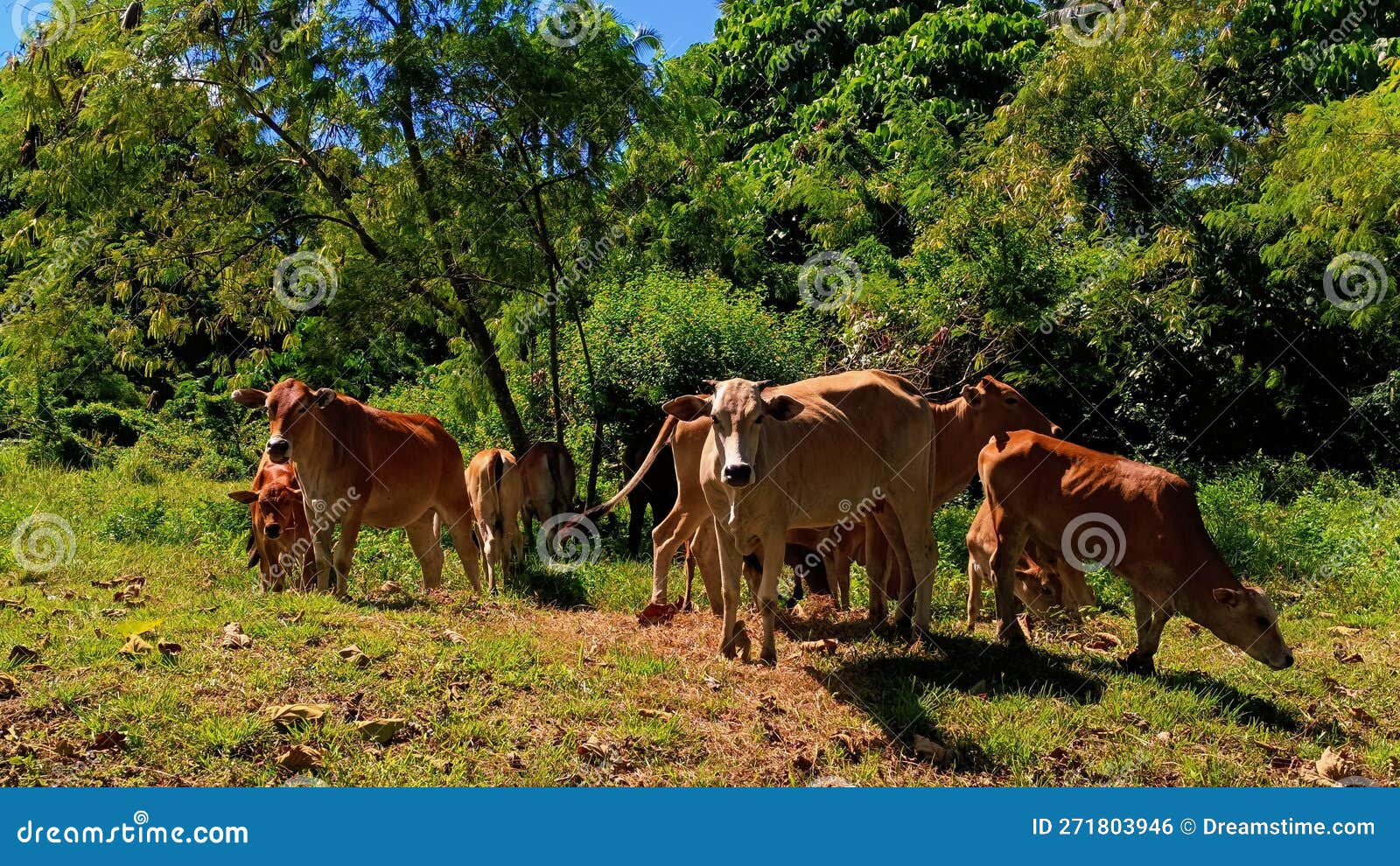 Wild Cow in Morotai Island, North Moluccas Stock Photo - Image of north ...