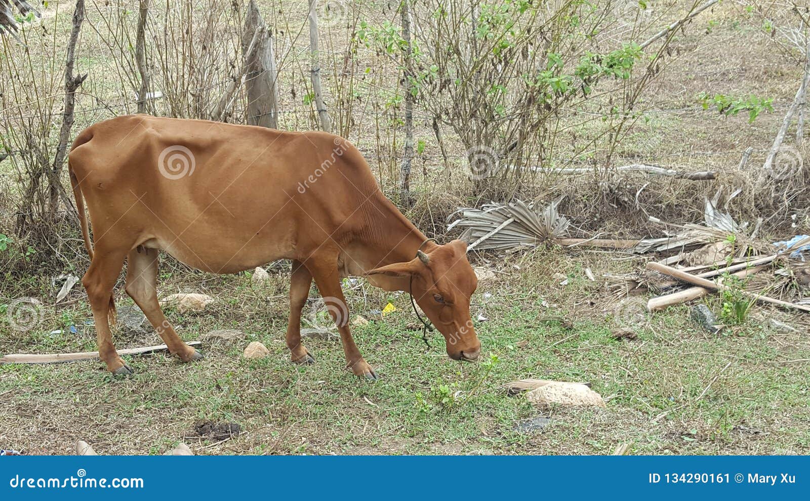 A Wild Cow stock image. Image of feild, wild, lanka - 134290161