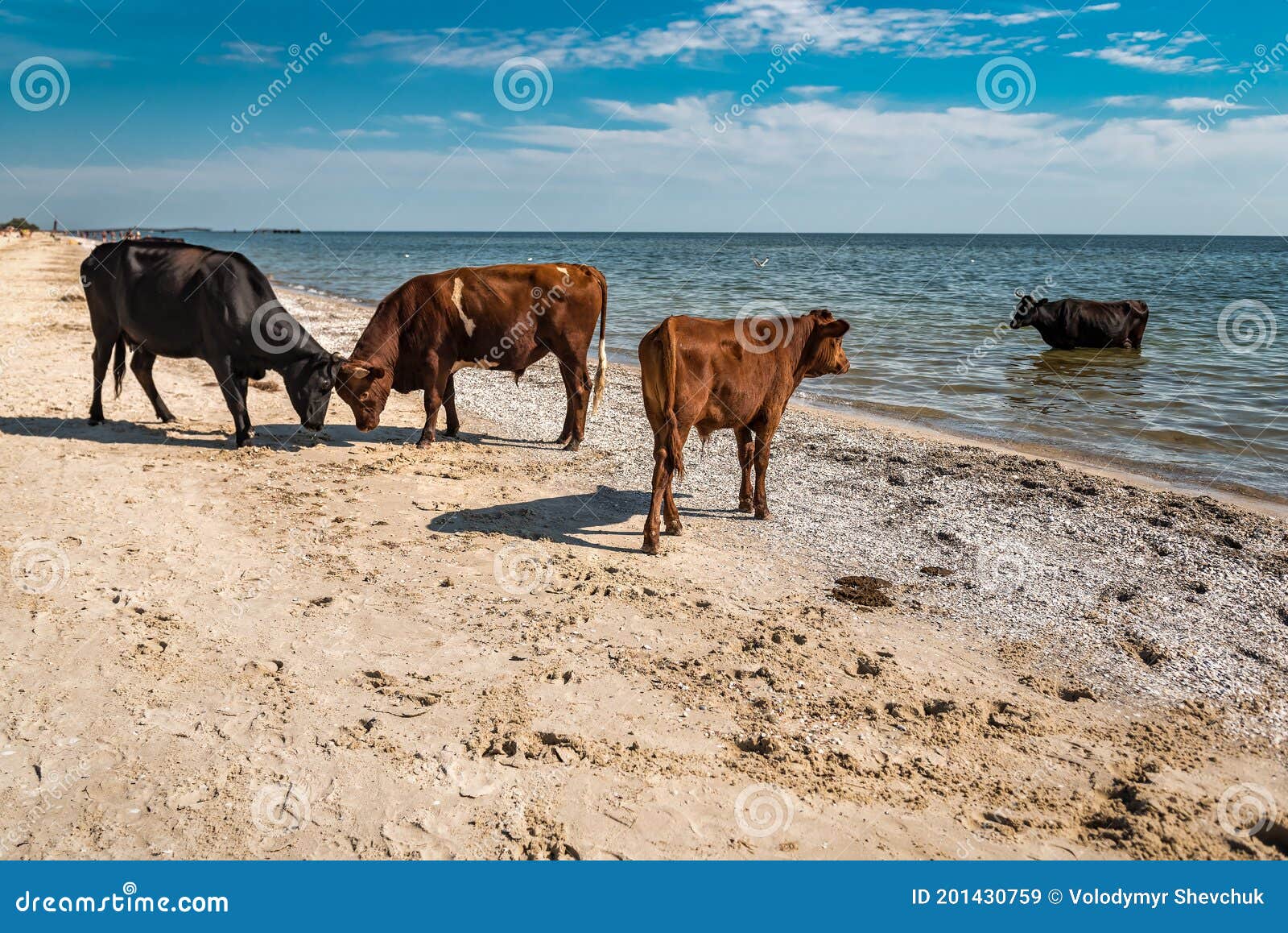 Wild cows on the beach stock image. Image of rest, beach - 201430759