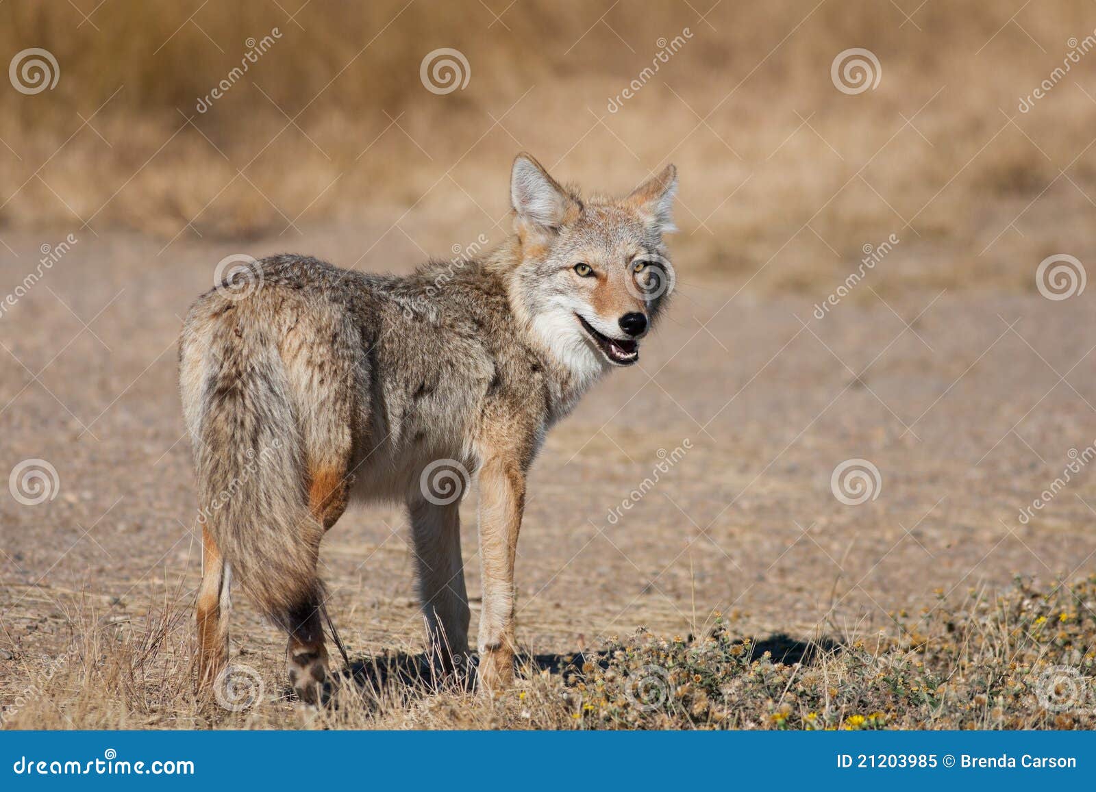 Wild Coyote stock image. Image of alberta, wild, southern - 21203985