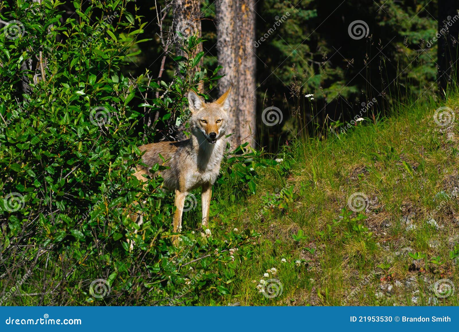 Wild Coyote stock photo. Image of coyote, hunter, canis - 21953530