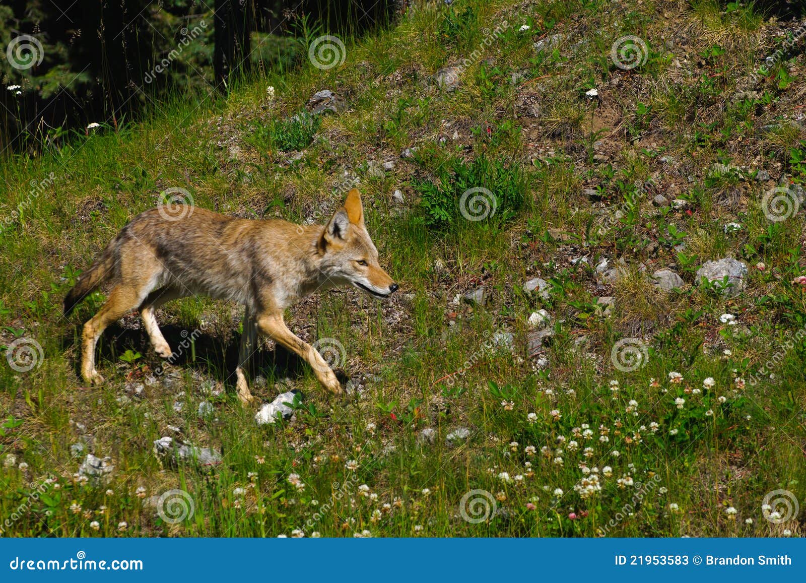 Wild Coyote stock image. Image of park, natural, hunter - 21953583