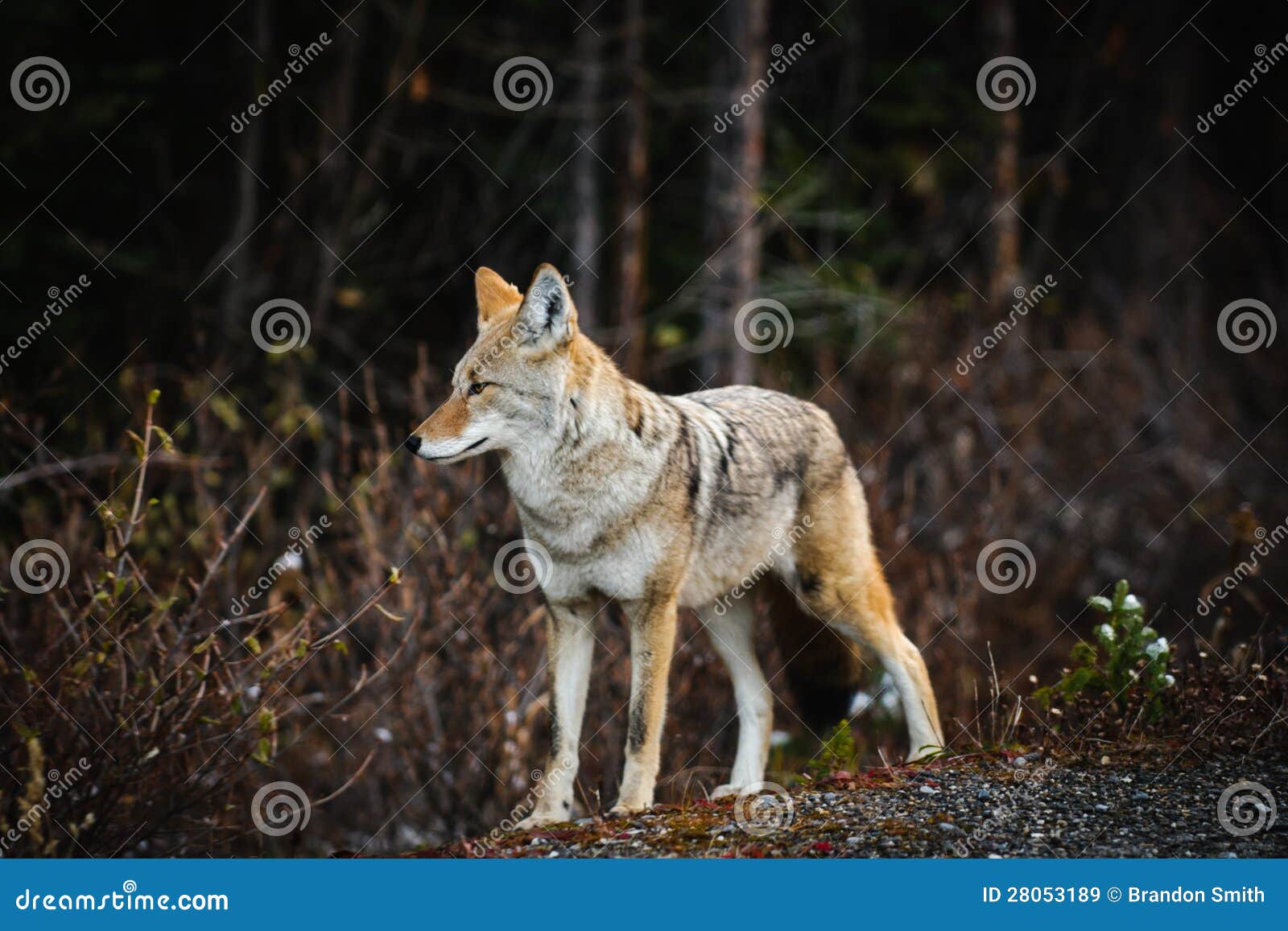 Wild Coyote stock image. Image of mammal, nature, hunting - 28053189