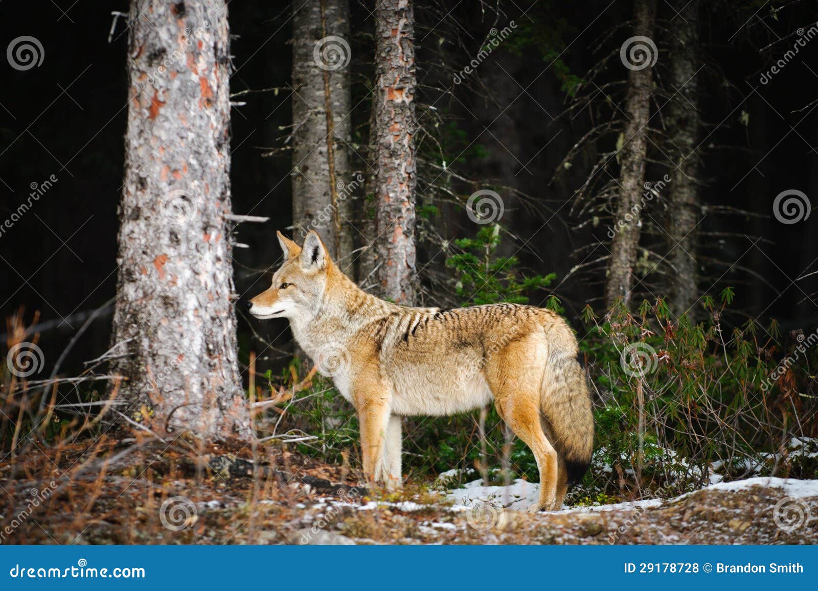 Wild Coyote stock photo. Image of park, forest, meadow - 29178728