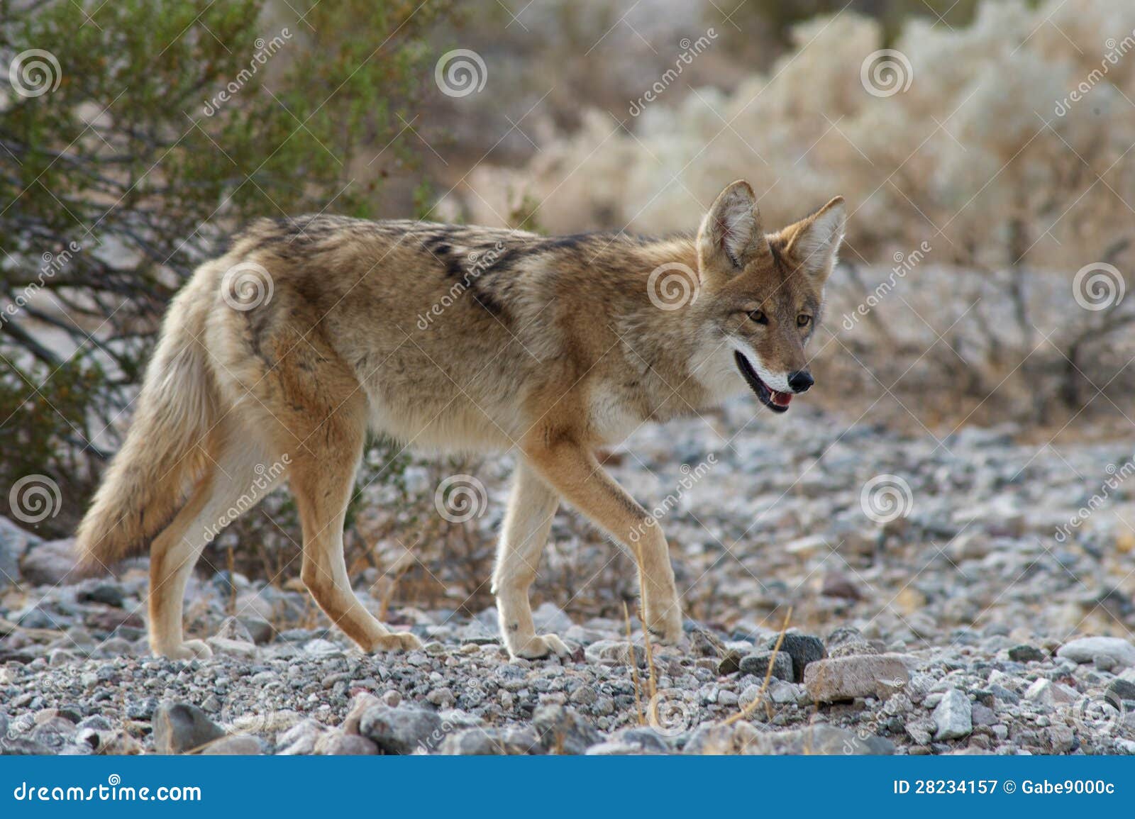 Wild coyote 4 stock image. Image of hunting, canine, california - 28234157