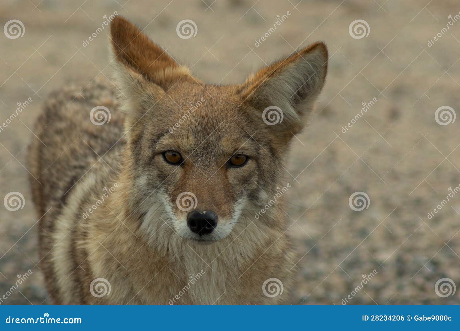 Wild coyote portrait 2 stock photo. Image of park, desert - 28234206
