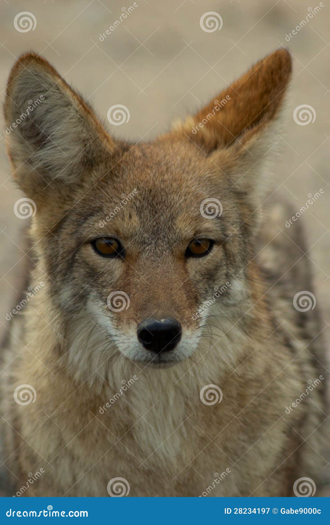 Wild coyote portrait stock image. Image of predator, park - 28234197