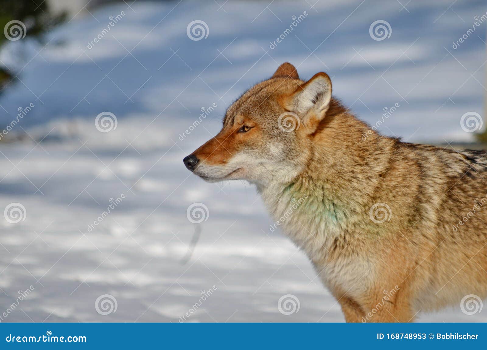 Wild Coyote in the winter stock image. Image of animal - 168748953