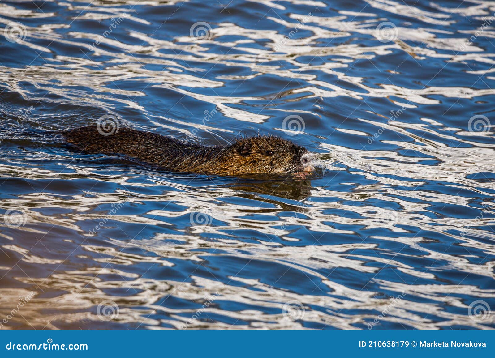 Wild Coypu Swimming in Moldau River in Prague Stock Image - Image of ...