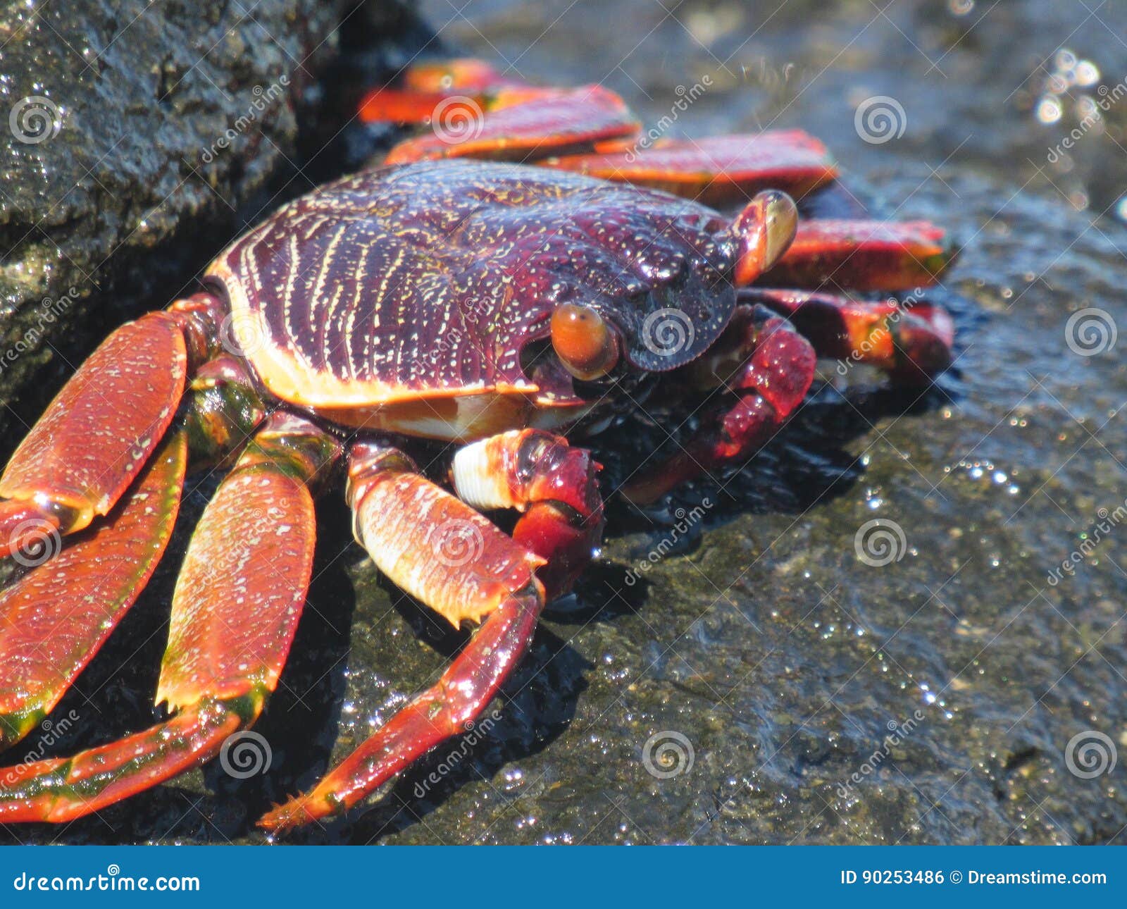 Wild Crab stock photo. Image of food, blue, island, water - 90253486