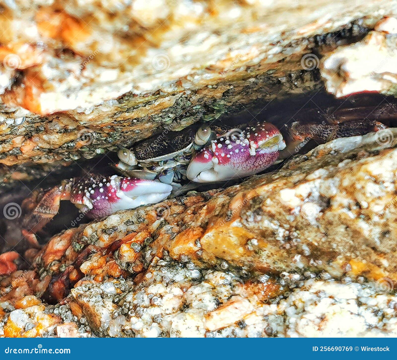 Crab hidden in the rocks stock image. Image of water - 256690769
