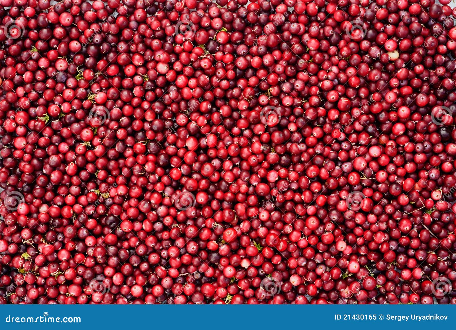 Wild cranberries stock image. Image of background, foxberry - 21430165