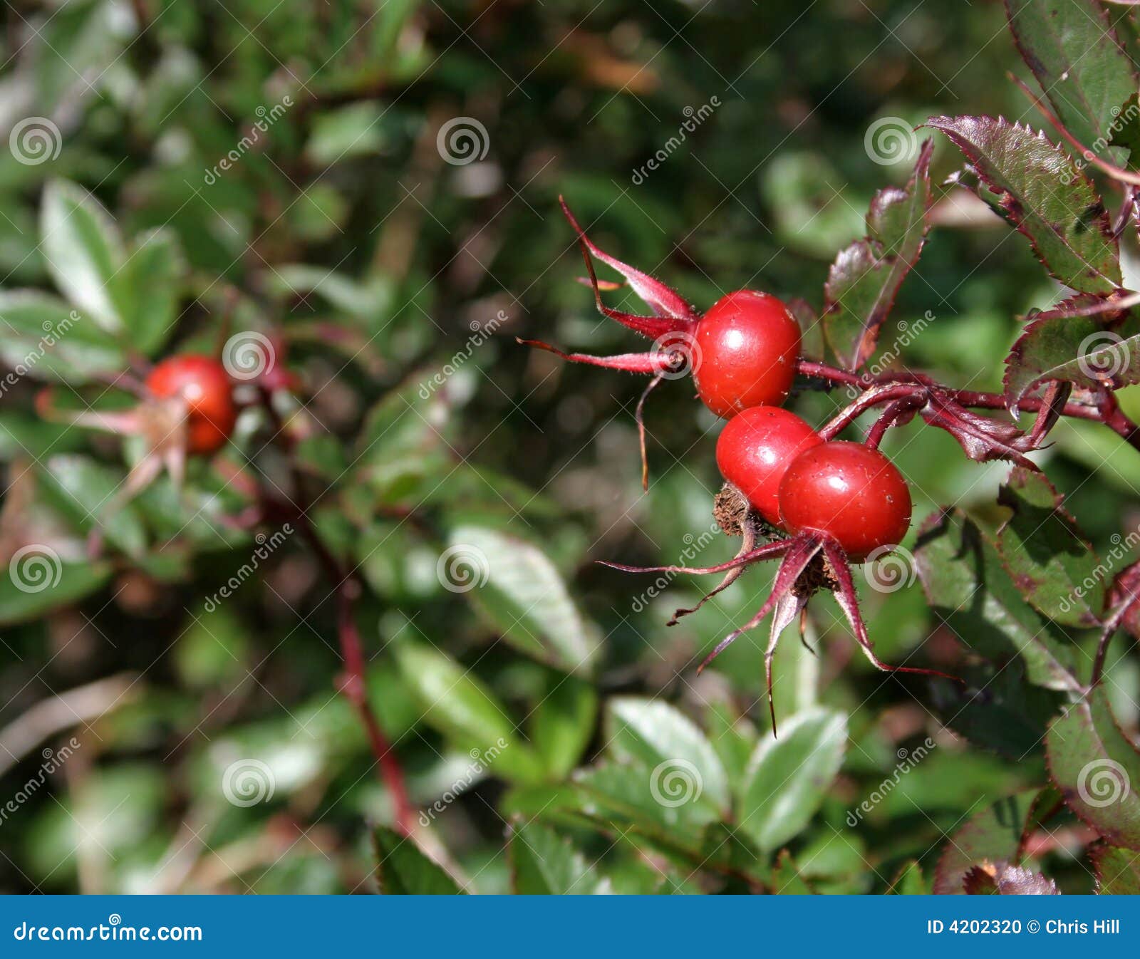 Wild Cranberries stock photo. Image of bright, juice, branch - 4202320