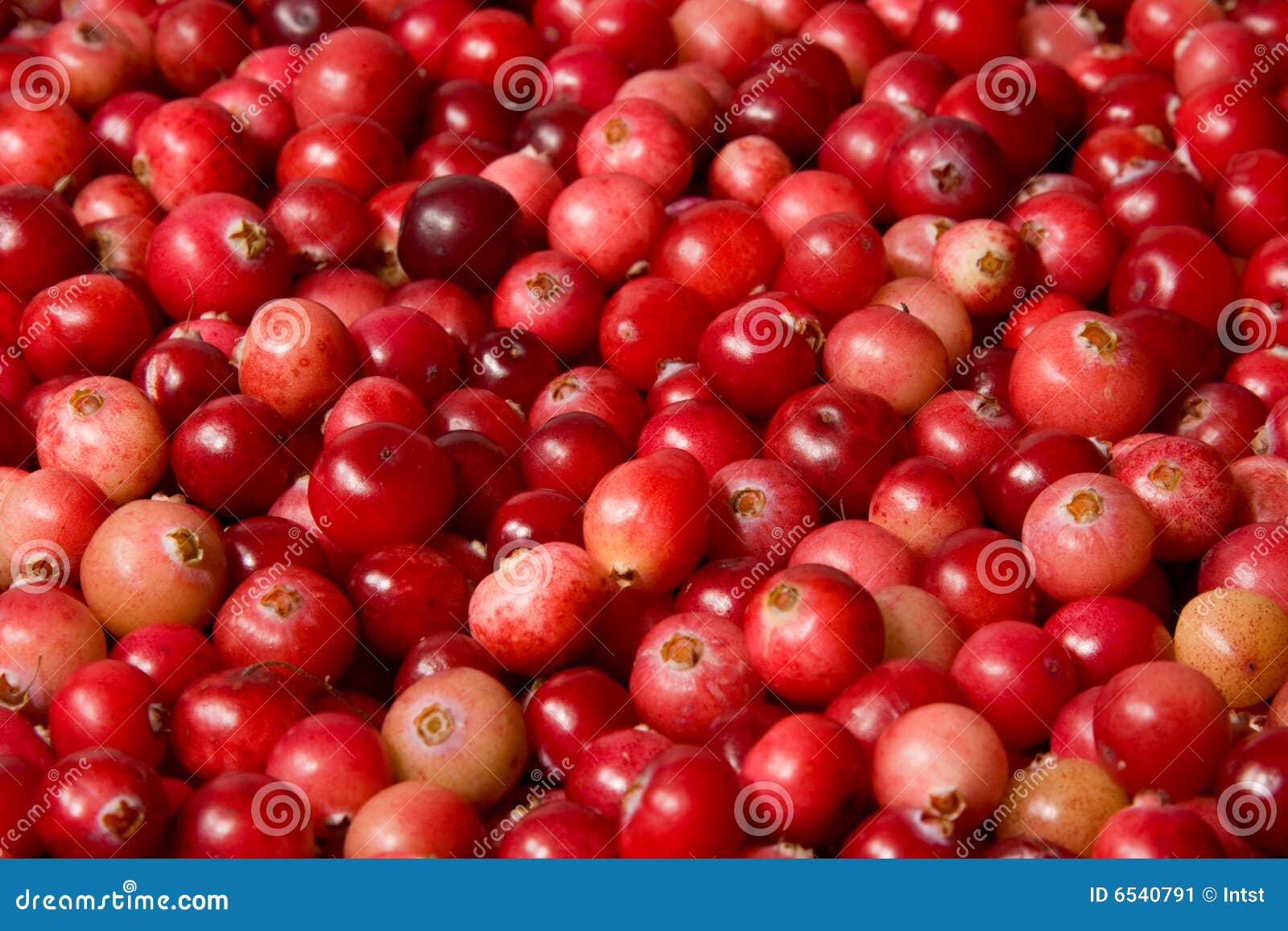 Wild cranberries stock image. Image of mossberries, food - 6540791