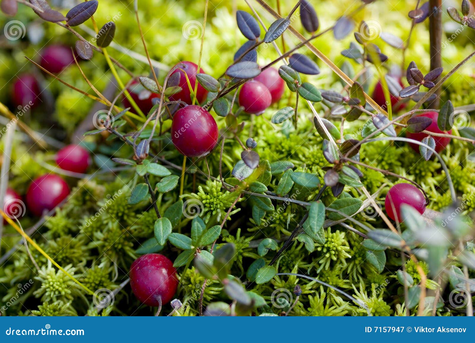 Wild Cranberry Plant