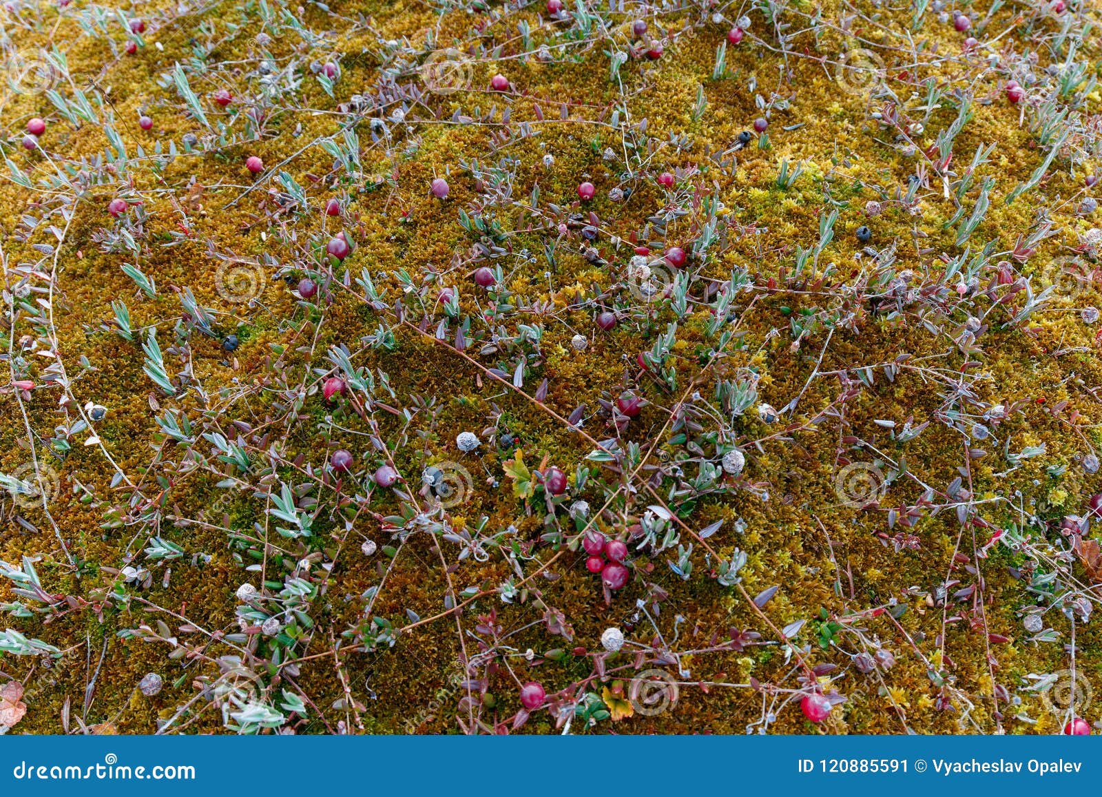 Wild Cranberry on Moss, Berries Stock Image - Image of harvest, swamp ...
