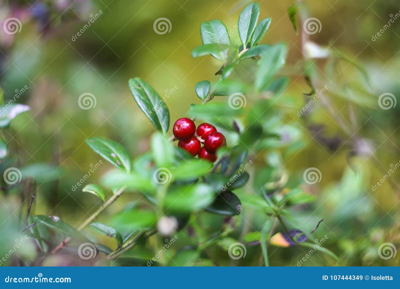 Wild Cranberry in Summer Forest. Stock Image - Image of wildf, forest ...
