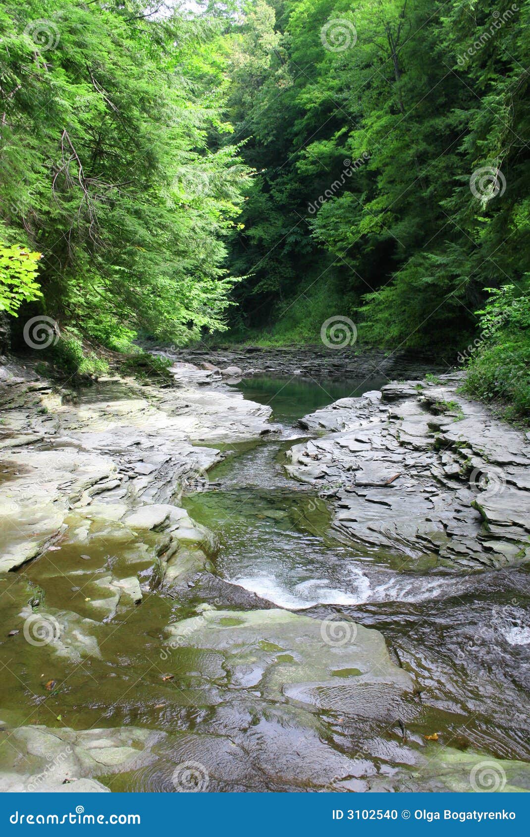 Green Foreset Stock Photos - Free & Royalty-Free Stock Photos from ...