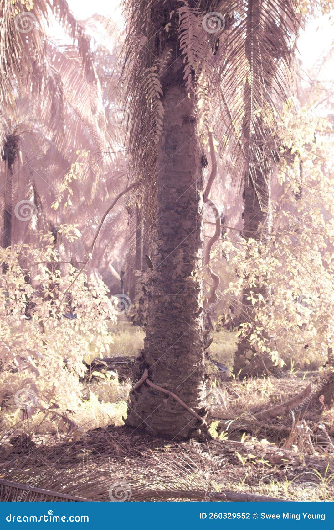 Wild Creeping and Climbing Vegetation at the Plantation Stock Photo ...