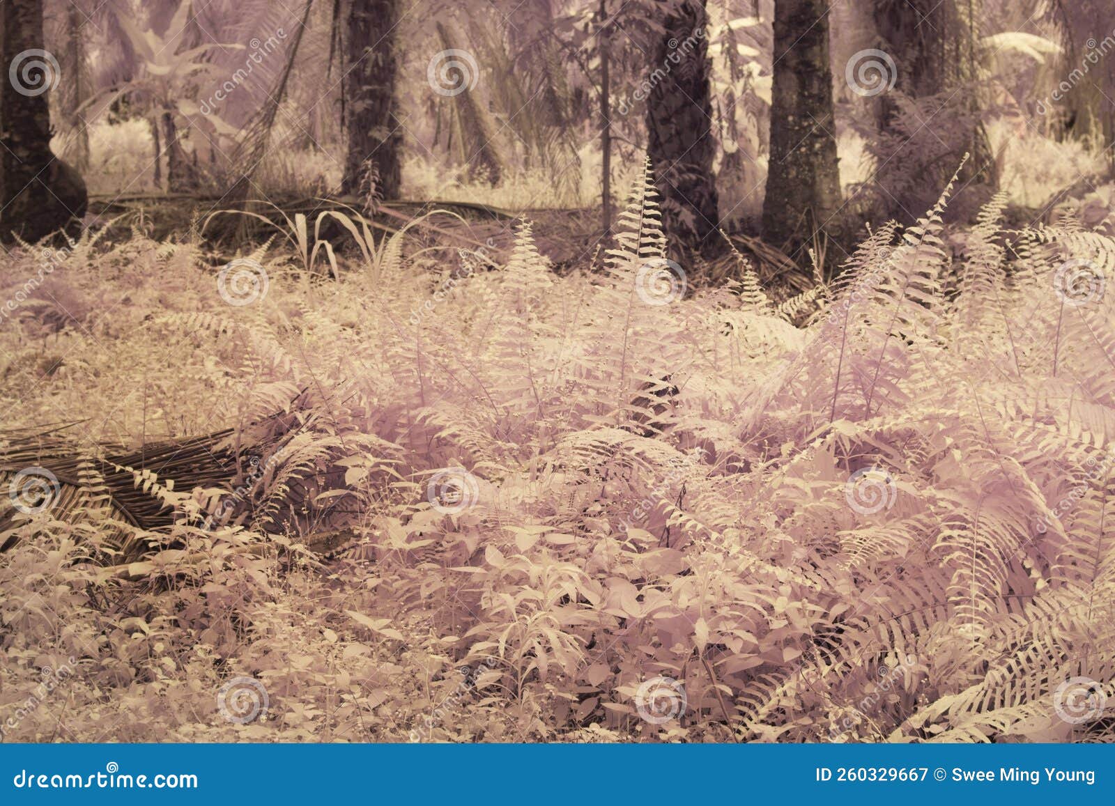 Wild Creeping and Climbing Vegetation at the Plantation Stock Image ...