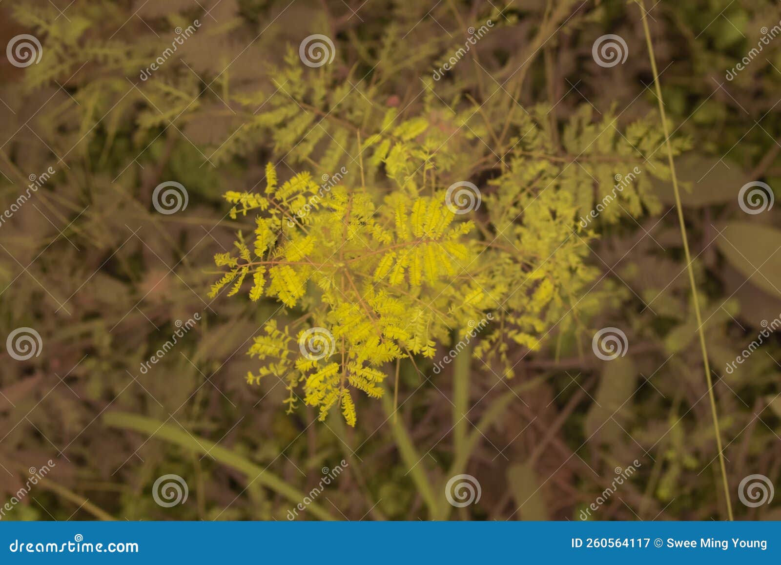Wild Creeping and Climbing Vegetation at the Plantation Stock Image ...