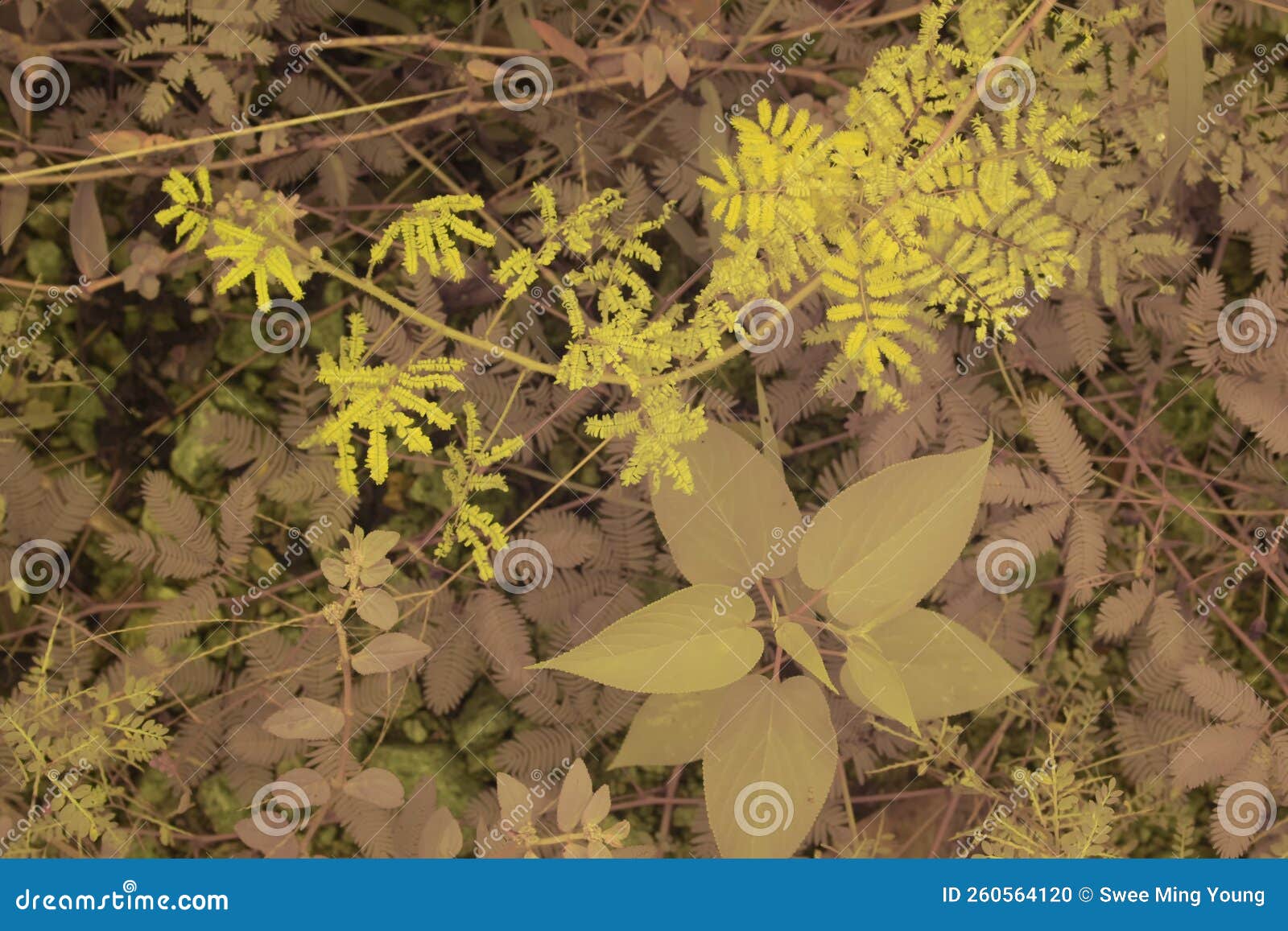 Wild Creeping and Climbing Vegetation at the Plantation Stock Photo ...