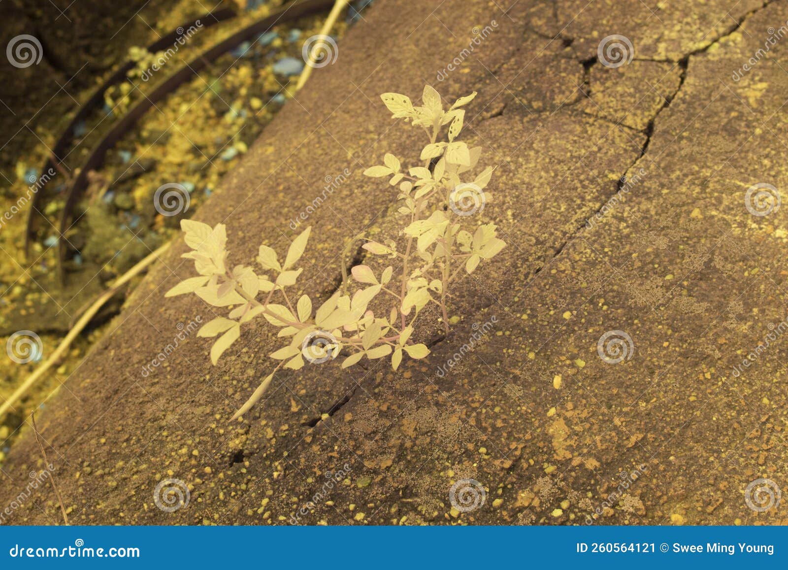 Wild Creeping and Climbing Vegetation at the Plantation Stock Image ...