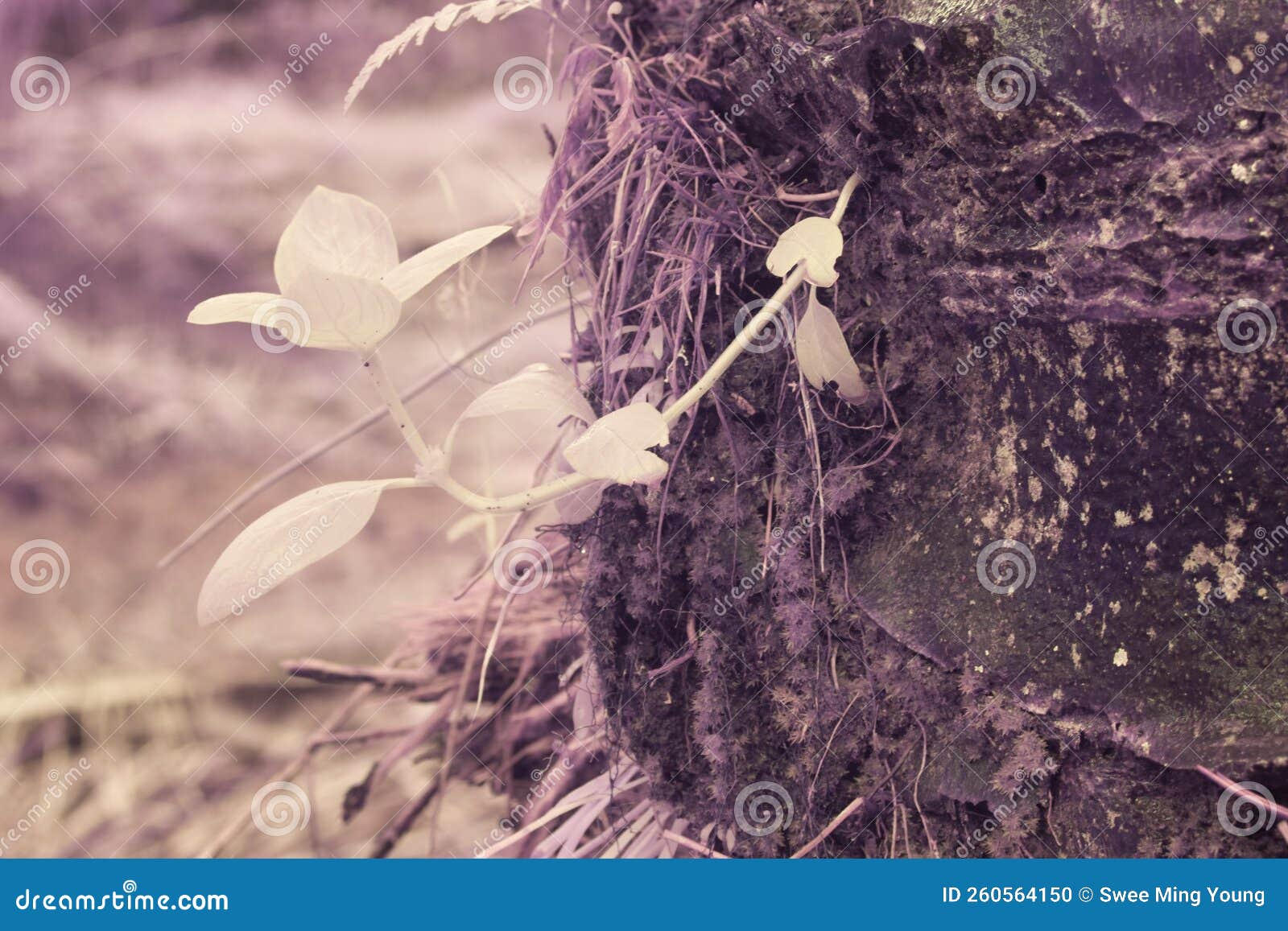Wild Creeping and Climbing Vegetation at the Plantation Stock Photo ...