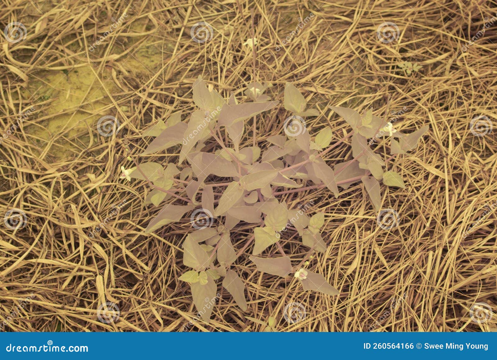 Wild Creeping and Climbing Vegetation at the Plantation Stock Photo ...